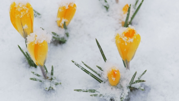 Primroses In The Snow., Stock Footage | VideoHive