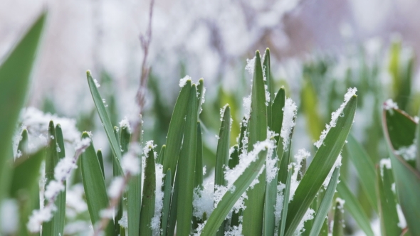 The First Spring Flowers In Spring Covered With Snow. , Stock Footage