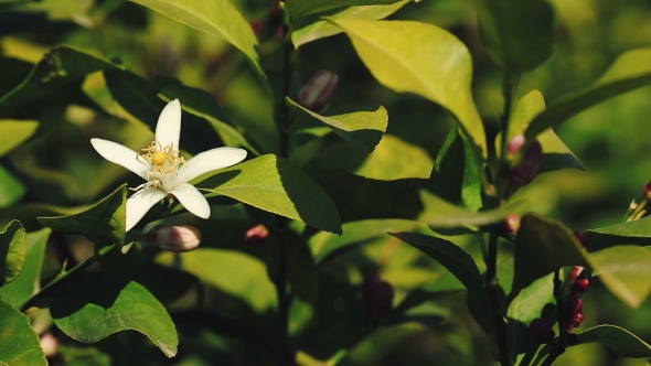 Orange Blossom In Spring ., Stock Footage | VideoHive