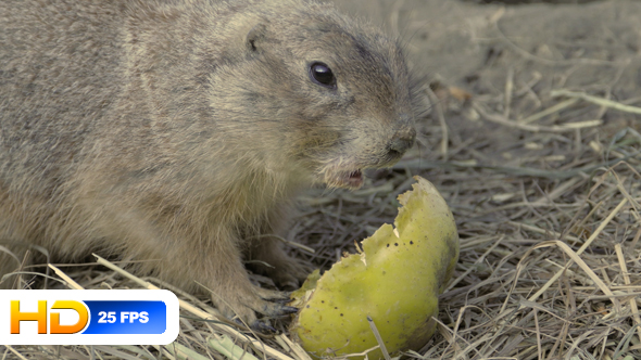 Prairie Dog, Stock Footage | VideoHive