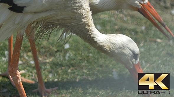 Stork Beaks Pecking, Stock Footage | VideoHive