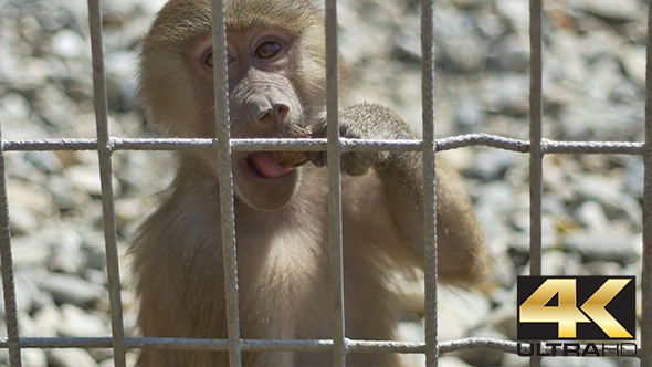 Little Monkey in Captivity, Stock Footage | VideoHive