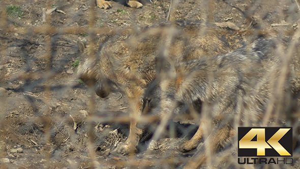 Wolves in Captivity, Stock Footage | VideoHive