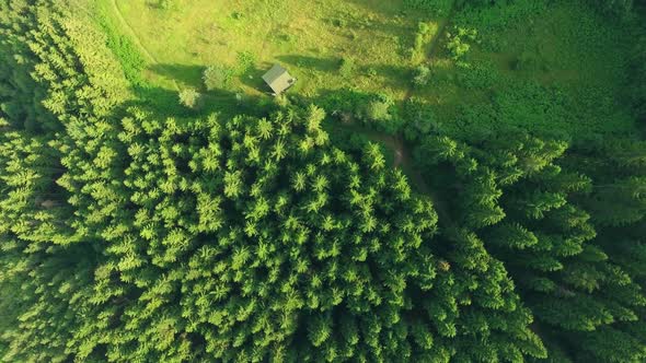 Aerial Overhead Pine Forest, Stock Footage | VideoHive