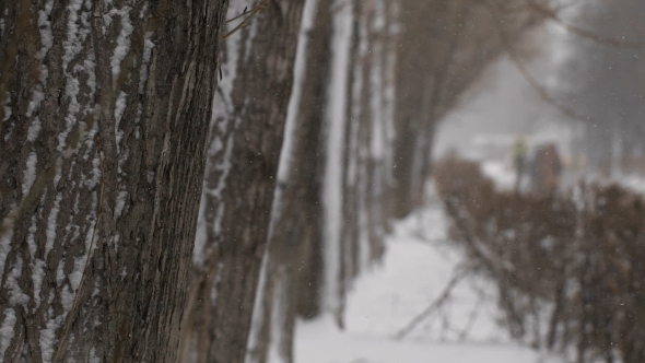 Winter Walkway. Snowfall In The City, a Pedestrian Walkway With Trees ...