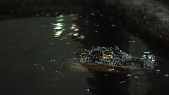 scary alligator slow motion eye blinking, Stock Footage | VideoHive
