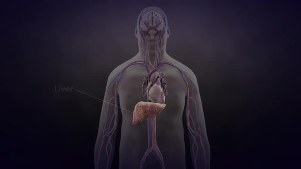 Body organs and vascular pathways, Motion Graphics | VideoHive