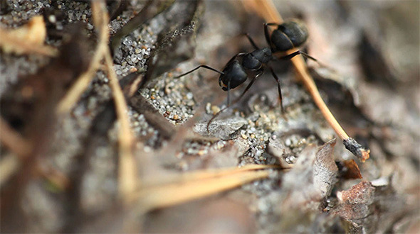 Ant, Stock Footage | VideoHive
