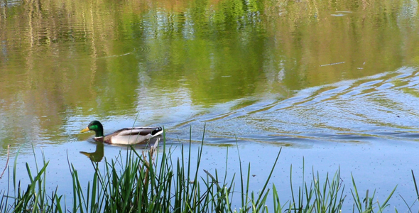 Duck is Cleaning Itself in Lake 3, Stock Footage | VideoHive