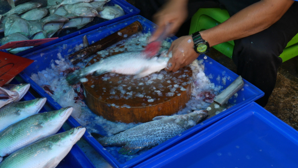 Fish to Food, Stock Footage | VideoHive