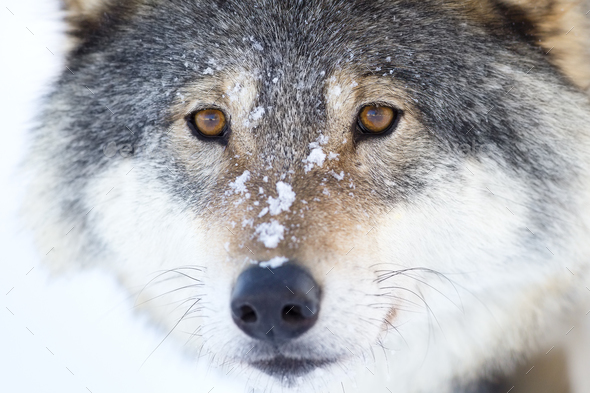 Close-up of a wolfs head in the winter Stock Photo by kjekol | PhotoDune