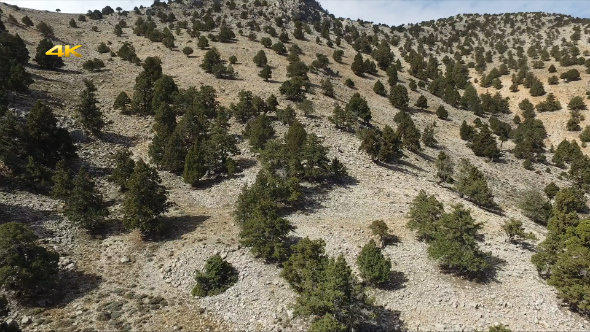 Aerial Sparse Forest, Stock Footage | VideoHive
