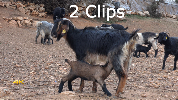 Sucking Goat Cub (2 Clips), Stock Footage | VideoHive