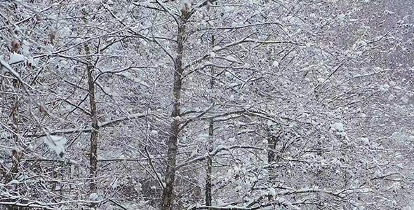 Snowfall, Stock Footage | VideoHive