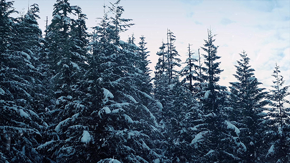 Snow Falling Trees Aerial, Stock Footage | VideoHive