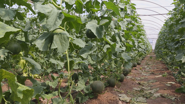 Melon Plantations in Greenhouse, Stock Footage | VideoHive