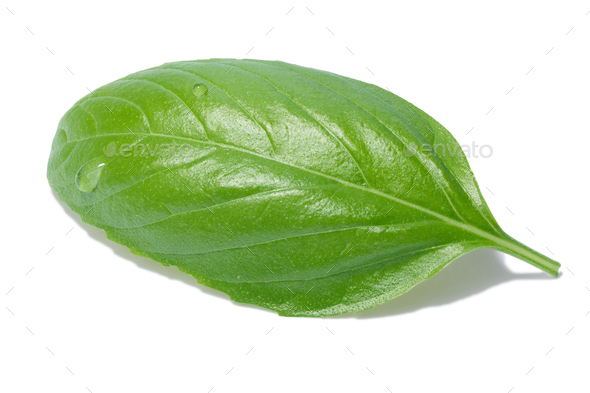 Single basil leaf Stock Photo by maxsol7 | PhotoDune