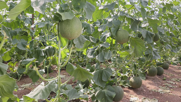 Melon Plantations in Greenhouse 3, Stock Footage | VideoHive