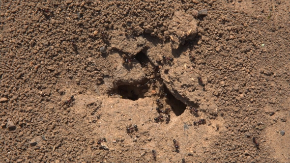 Anthill In The Soil, Stock Footage | VideoHive