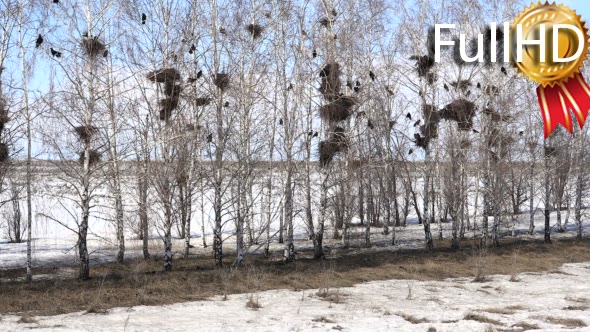 Black Rooks Birds Build Nests on Trees, Stock Footage | VideoHive