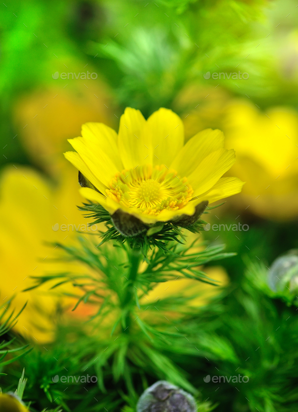 Yellow flowers of adonis (Adonis vernalis) Stock Photo by Nataljusja