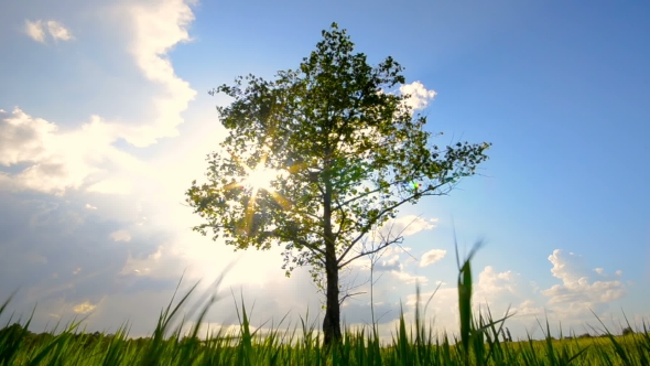 Tree, Stock Footage | VideoHive