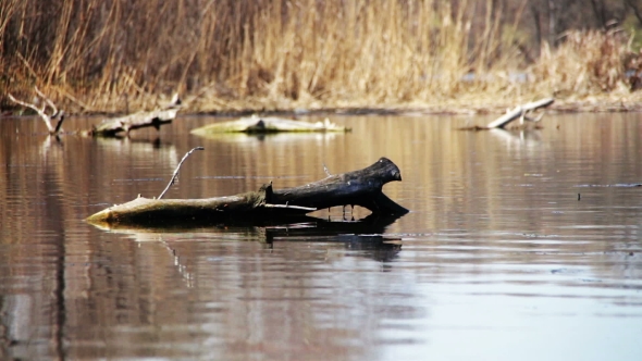 The Log Tree Lying In The River, Lake, Stock Footage | VideoHive