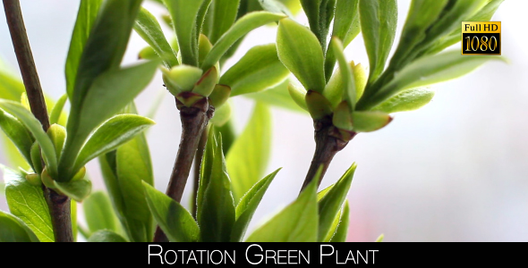 Rotation Green Plant 6, Stock Footage | VideoHive