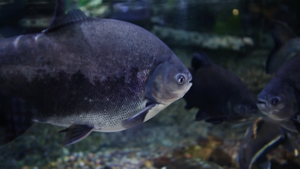 Pacu Fish, Stock Footage | VideoHive