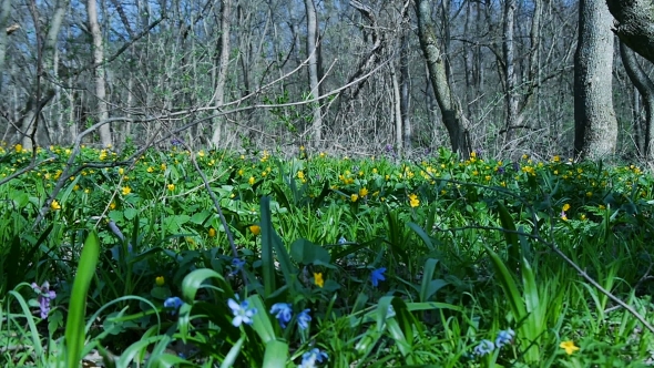 Forest In Early Spring, Stock Footage | VideoHive