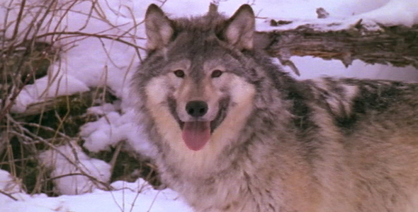 Wolf Head and Shoulders Facing Camera, Stock Footage | VideoHive