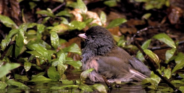 Junco Bathing 2, Stock Footage | VideoHive