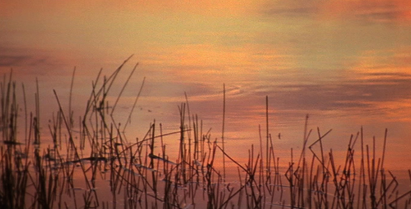 Glowing Pond at Dawn 2, Stock Footage | VideoHive