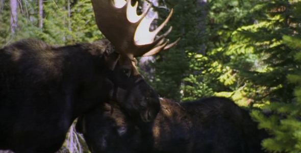 Moose Mating 2, Stock Footage | VideoHive