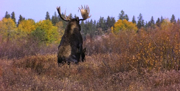 Moose Mating 4, Stock Footage | VideoHive