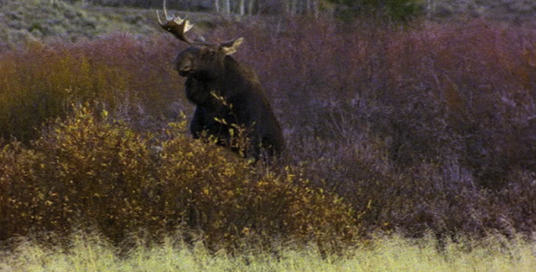 Moose Mating Sequence 2, Stock Footage | VideoHive