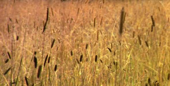 Grains in Autumn, Stock Footage | VideoHive