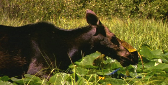 Moose in Swamp, Stock Footage | VideoHive