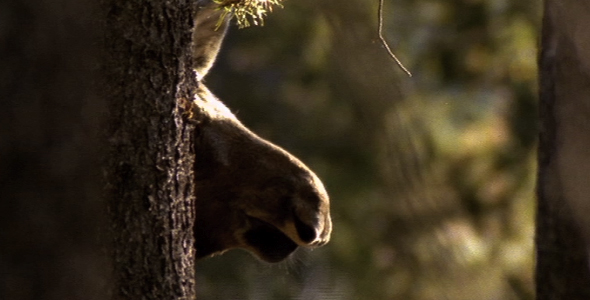 Moose Calf Behind Tree, Stock Footage | VideoHive