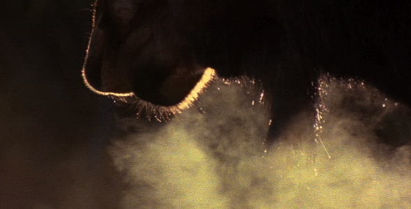 Steamy Moose Breath, Stock Footage | VideoHive