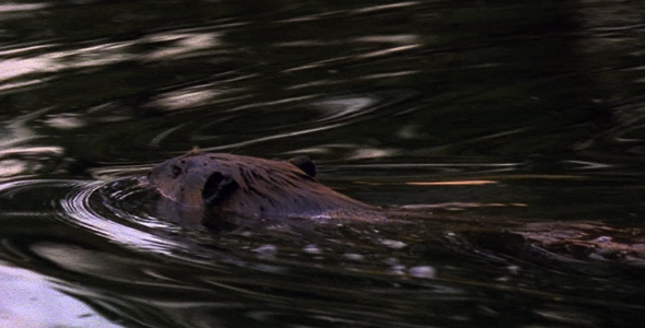 Beaver Diving, Stock Footage | VideoHive