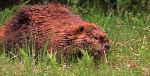 Beaver in Clearing, Stock Footage | VideoHive