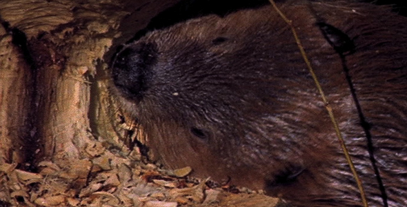 Beaver Lumberjack, Stock Footage | VideoHive