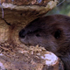 Beaver Chewing Tree 2, Stock Footage | VideoHive