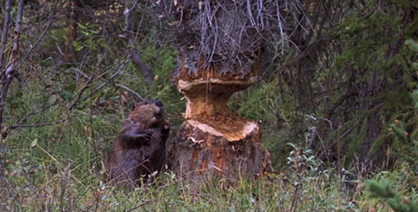 Beaver Chewing Tree 4, Stock Footage | VideoHive