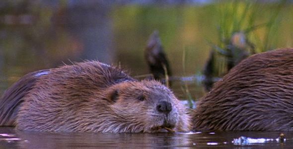 Beaver Family, Stock Footage | VideoHive