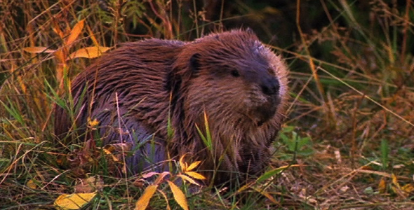 Beaver Beauty 4, Stock Footage | VideoHive