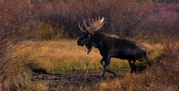 Moose Crossing Beaver Dam, Stock Footage | VideoHive