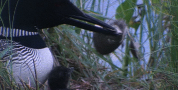 Loon Clearing Shell From Nest, Stock Footage | VideoHive