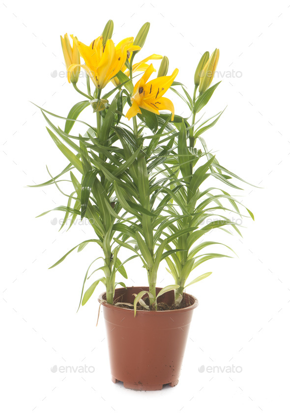 Lilium in pot Stock Photo by cynoclub | PhotoDune